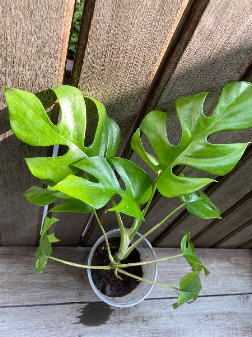 Real plant - Monstera Deliciosa, Furniture & Home Living, Gardening ...