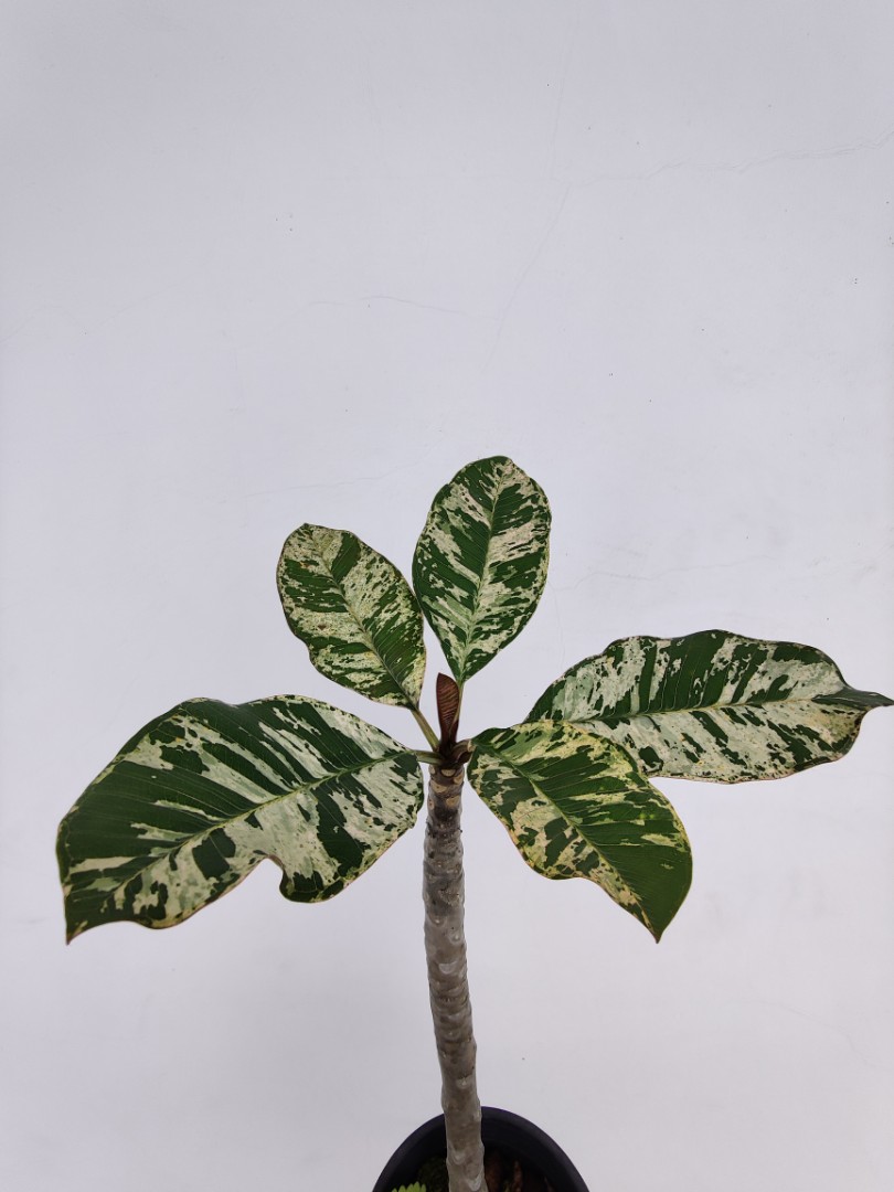 Variegated Frangipani *Rare*, Furniture & Home Living, Gardening ...