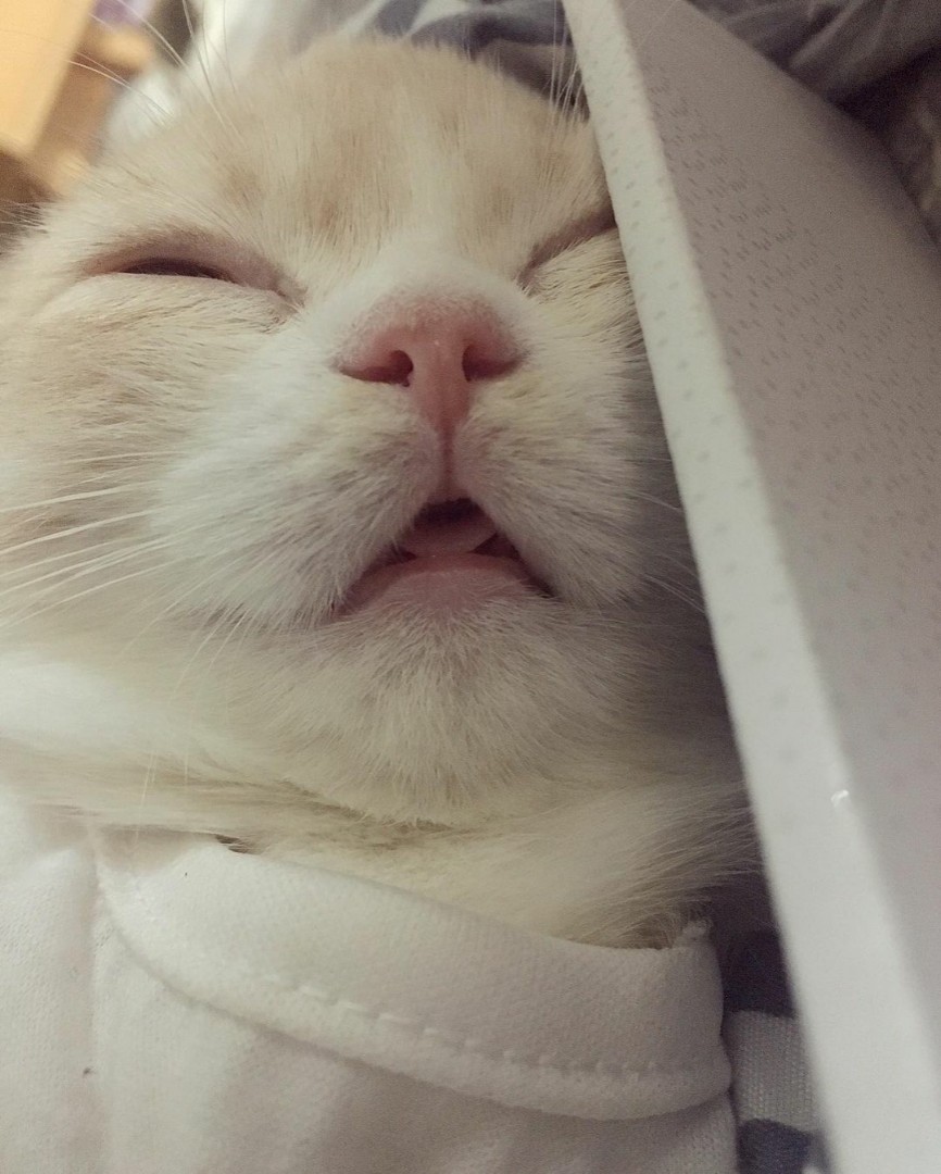 ZenithMS Zenith 80K STR (2 arcane) Account, Video Gaming, Gaming ...