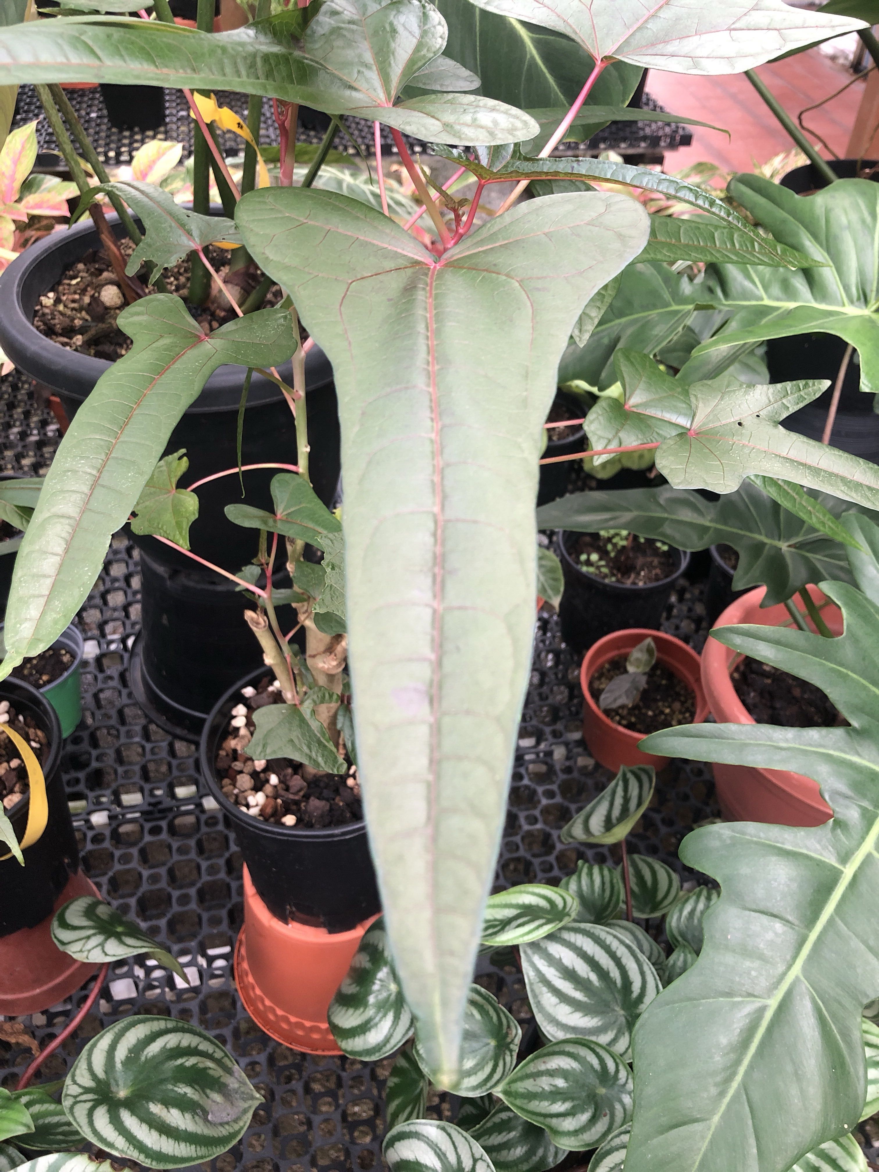 Abelmoschus, Furniture & Home Living, Gardening, Plants & Seeds on Carousell