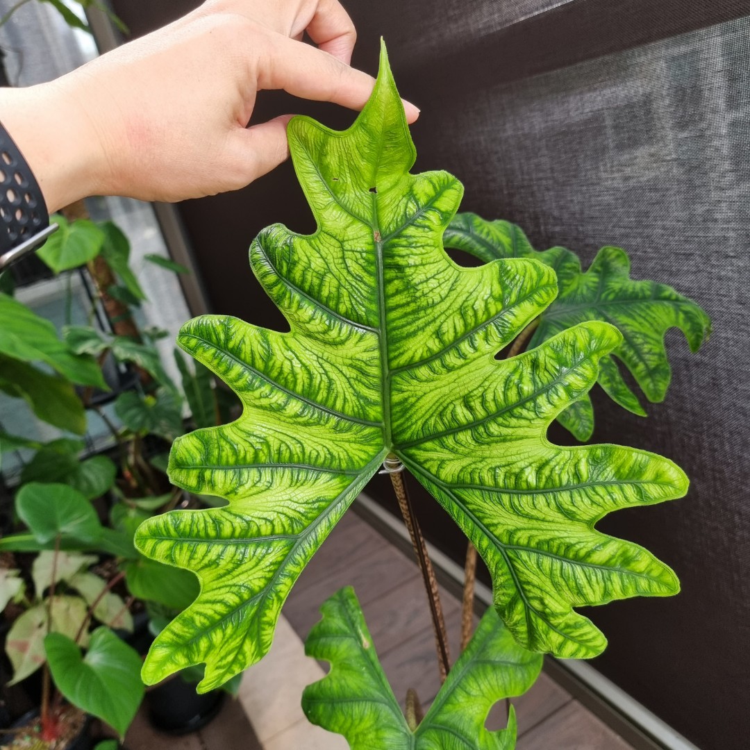 Alocasia Jaclyn, Furniture & Home Living, Gardening, Plants & Seeds on ...