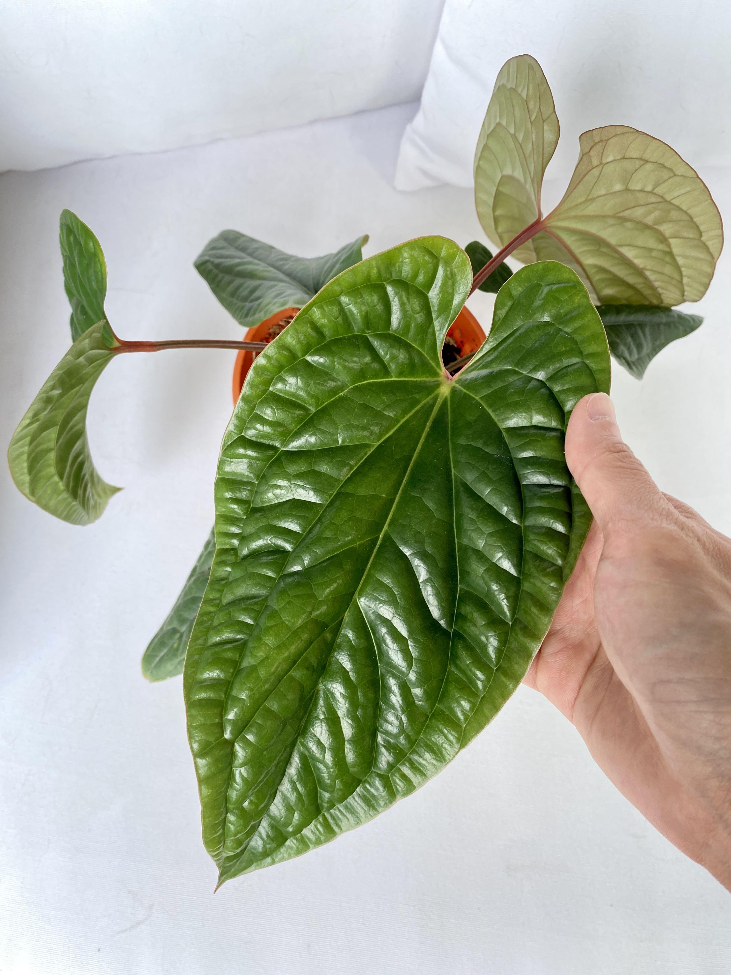 Anthurium Radicans, Furniture & Home Living, Gardening, Plants & Seeds ...