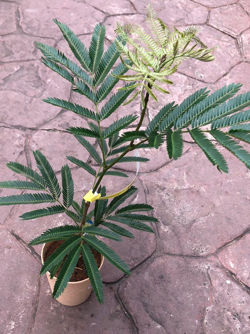 Everfresh Tree - Pithecellobium Confertum - Japan, Furniture & Home ...