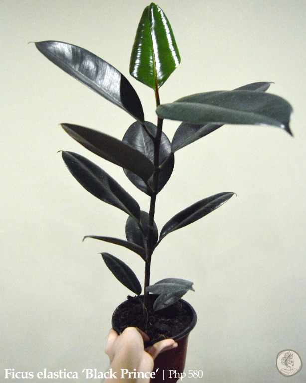 Ficus elastica 'Black Prince' / Black Prince Rubber tree, Furniture ...