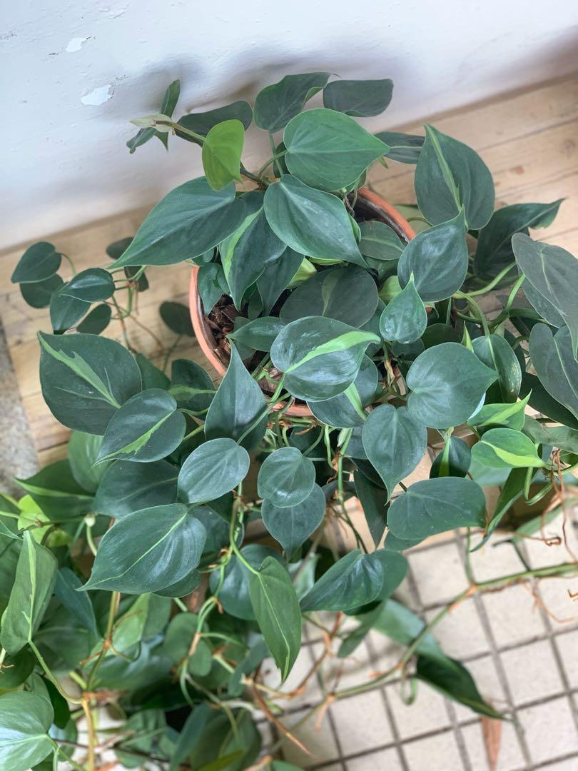 philodendron hederaceum brasil pothos money plant, Furniture & Home ...
