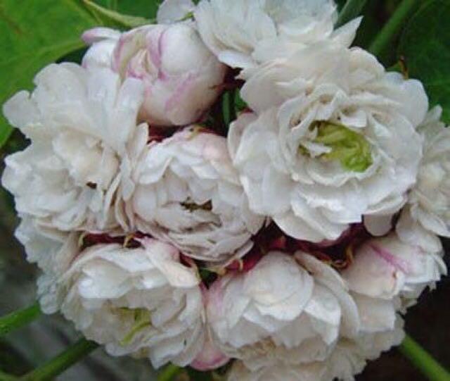 Pokok melur rompun / melur jawa / clerodendrum philoipinum, Furniture ...