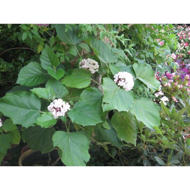 Pokok melur rompun / melur jawa / clerodendrum philoipinum, Furniture ...