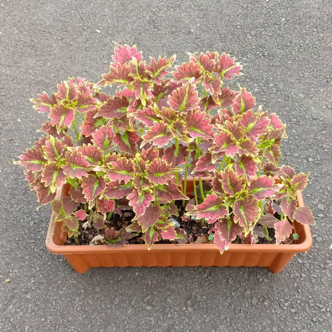 Tumbuhan Tanaman Hias Hidup Miana Bunga Bayam Caleus Jawer Stek dan ...