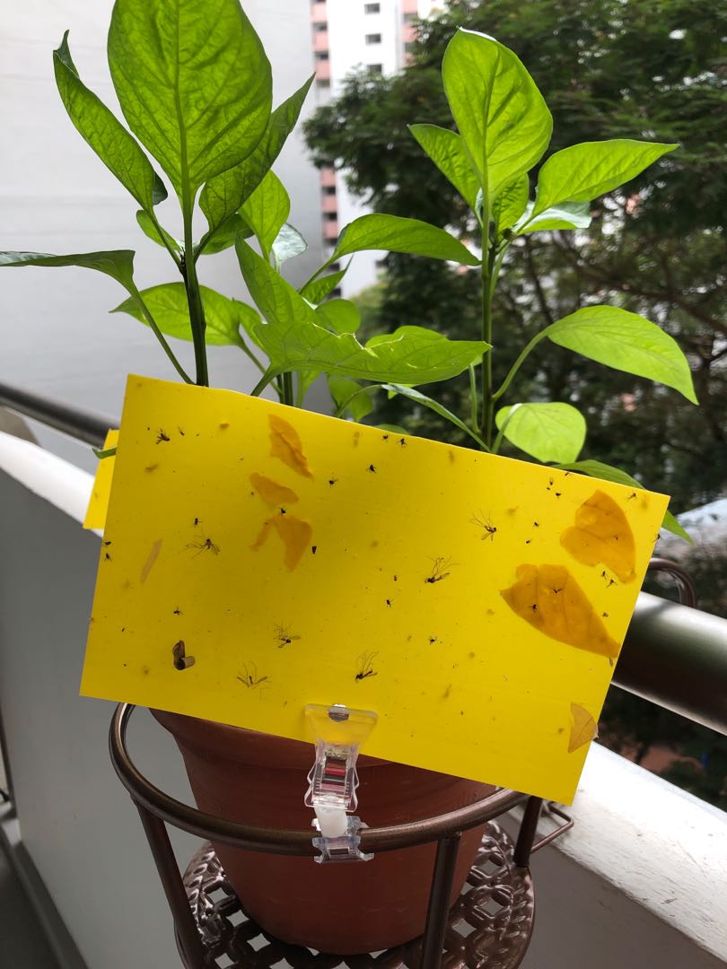 Yellow Sticky Pests Paper (plastic & waterproof) - 10pcs @$5, Furniture ...