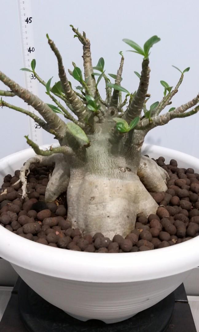Adenium Big Monster Fat Fat, Furniture & Home Living, Gardening, Plants ...