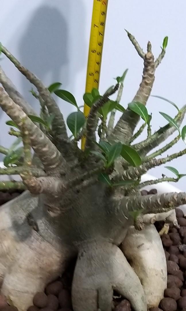 Adenium Big Monster Fat Fat, Furniture & Home Living, Gardening, Plants ...