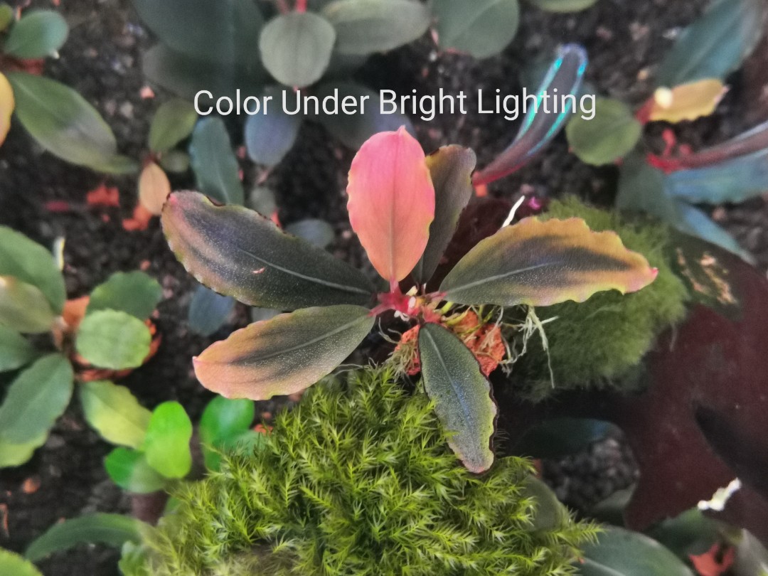 Bucephalandra Rainbow (Rare Color and Pattern), Furniture & Home Living ...