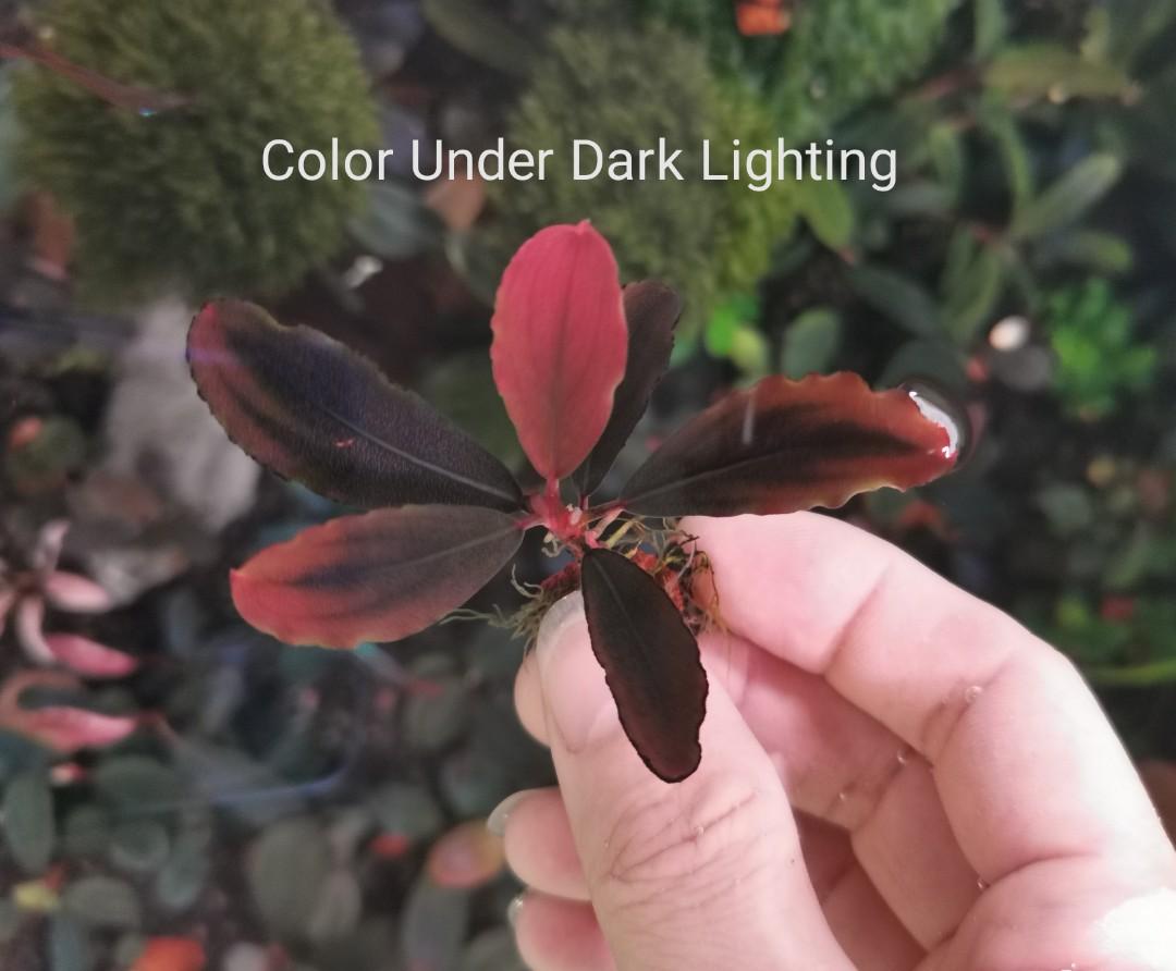 Bucephalandra Rainbow (Rare Color and Pattern), Furniture & Home Living ...