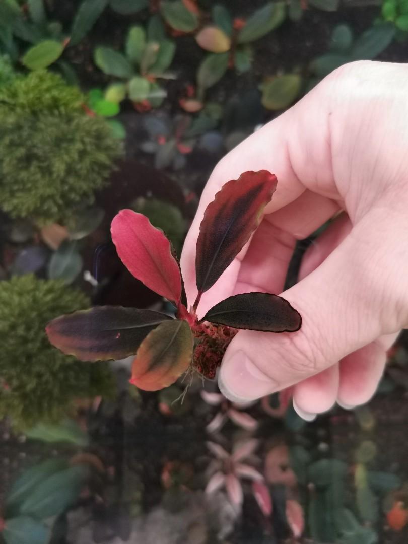 Bucephalandra Rainbow (Rare Color and Pattern), Furniture & Home Living ...