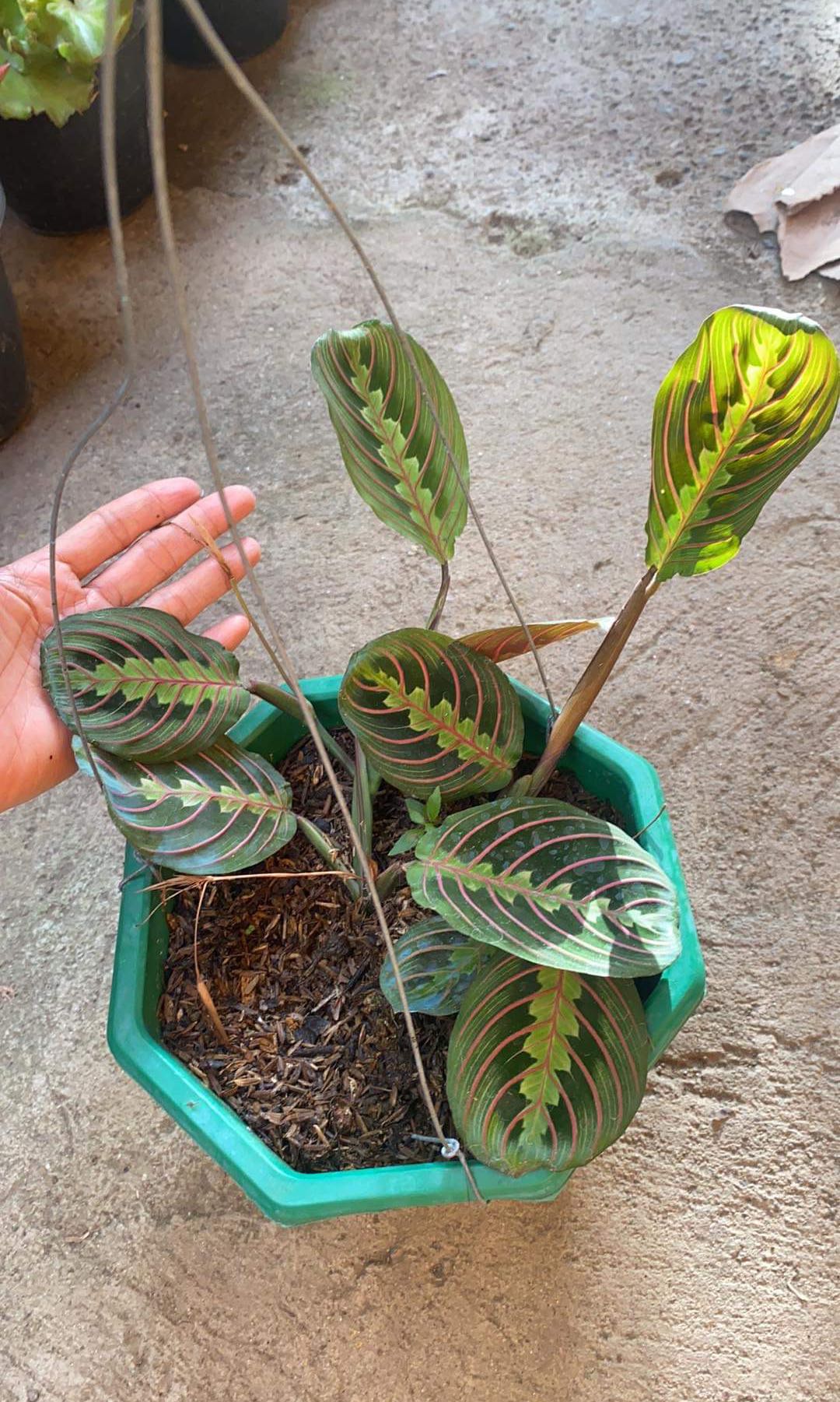 calathea red marantha, Furniture & Home Living, Gardening, Plants ...
