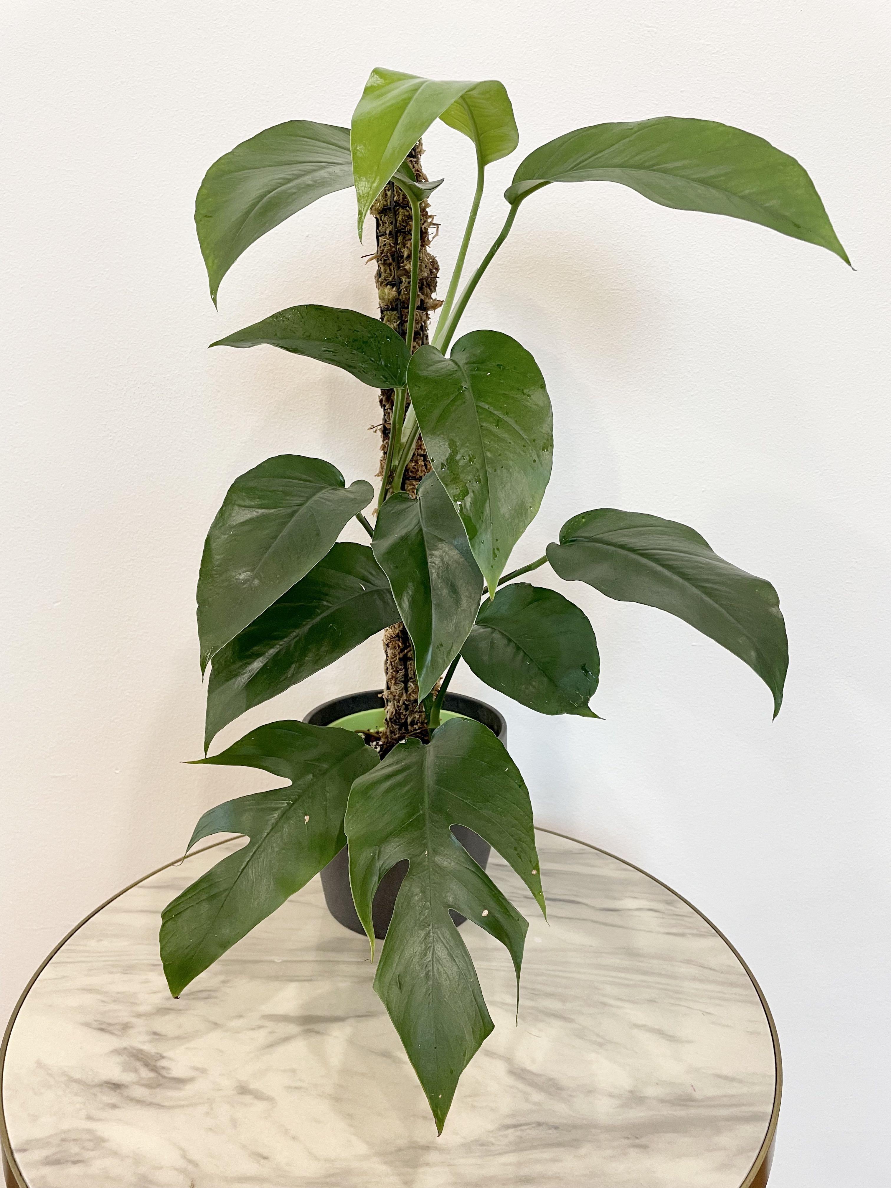 Epipremnum pinnatum plant with sphagnum moss pole, Furniture & Home ...