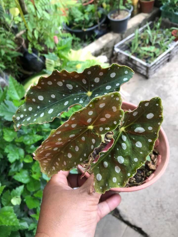 Pokok Begonia maniculata, Furniture & Home Living, Gardening, Plants ...