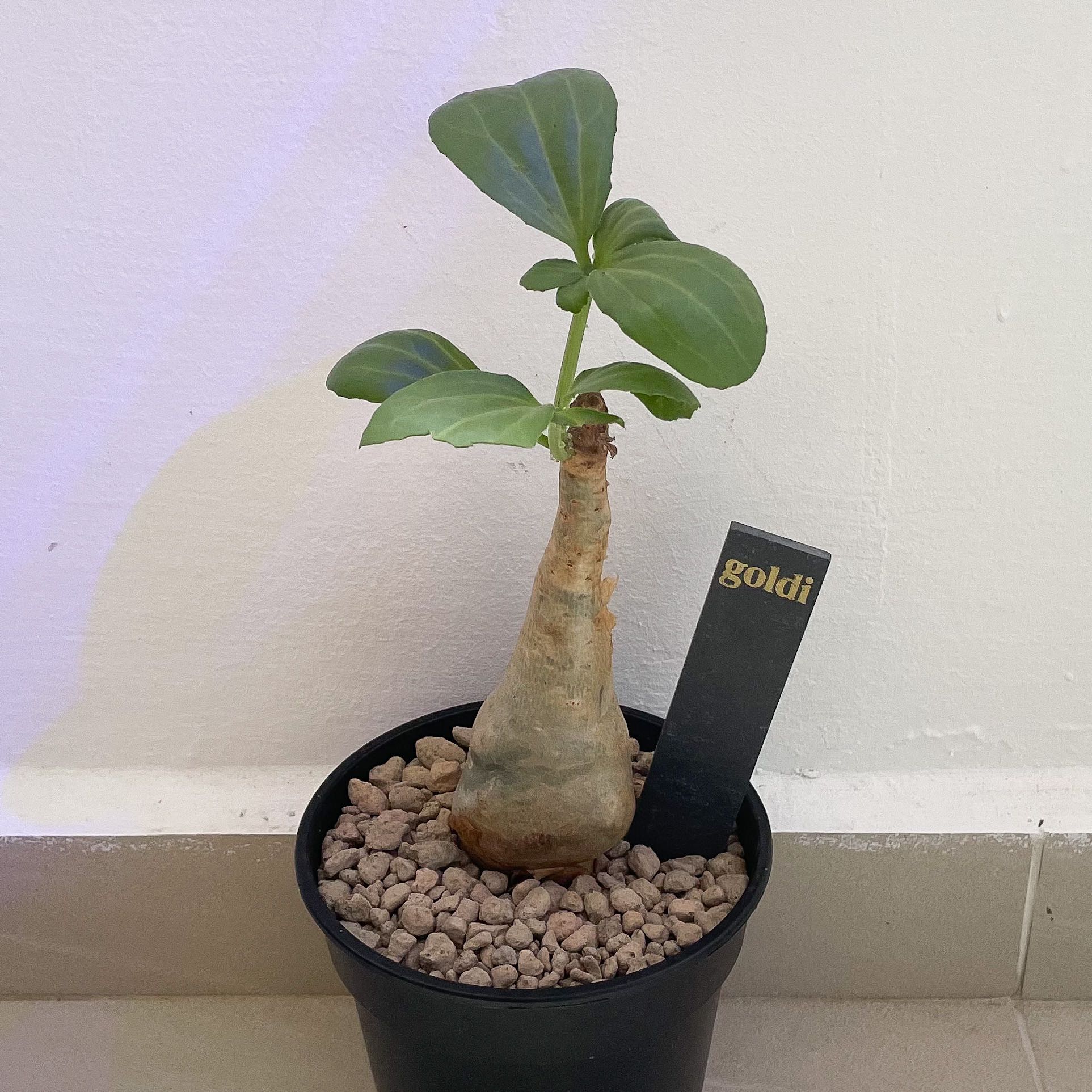 (Wild) Cyphostemma Betiforme, Furniture & Home Living, Gardening ...