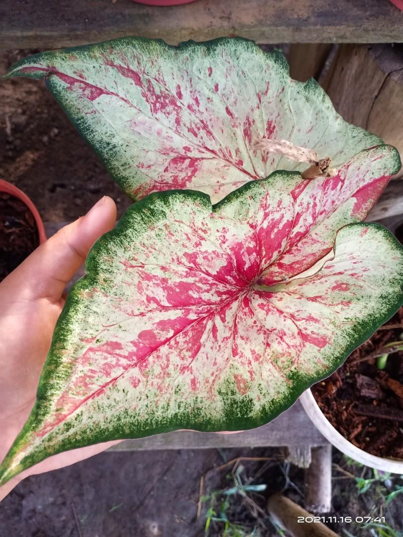 Bunga Raya @ Puteri Salju Caladium, Furniture & Home Living, Gardening ...