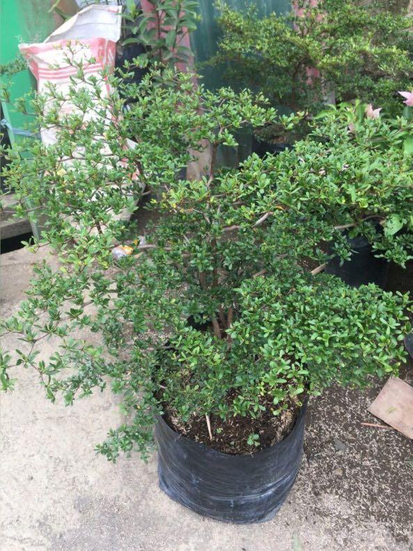 bushida for sale, Furniture & Home Living, Gardening, Plants & Seeds on ...