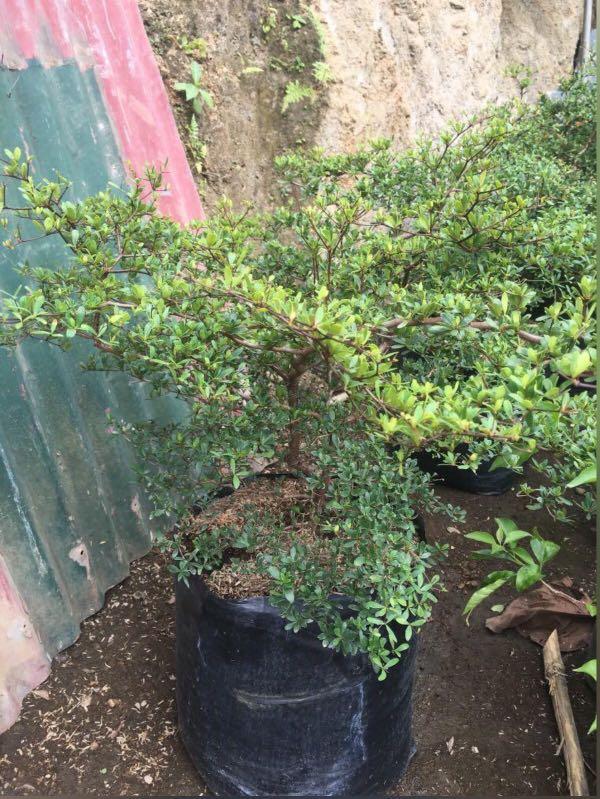 bushida for sale, Furniture & Home Living, Gardening, Plants & Seeds on ...