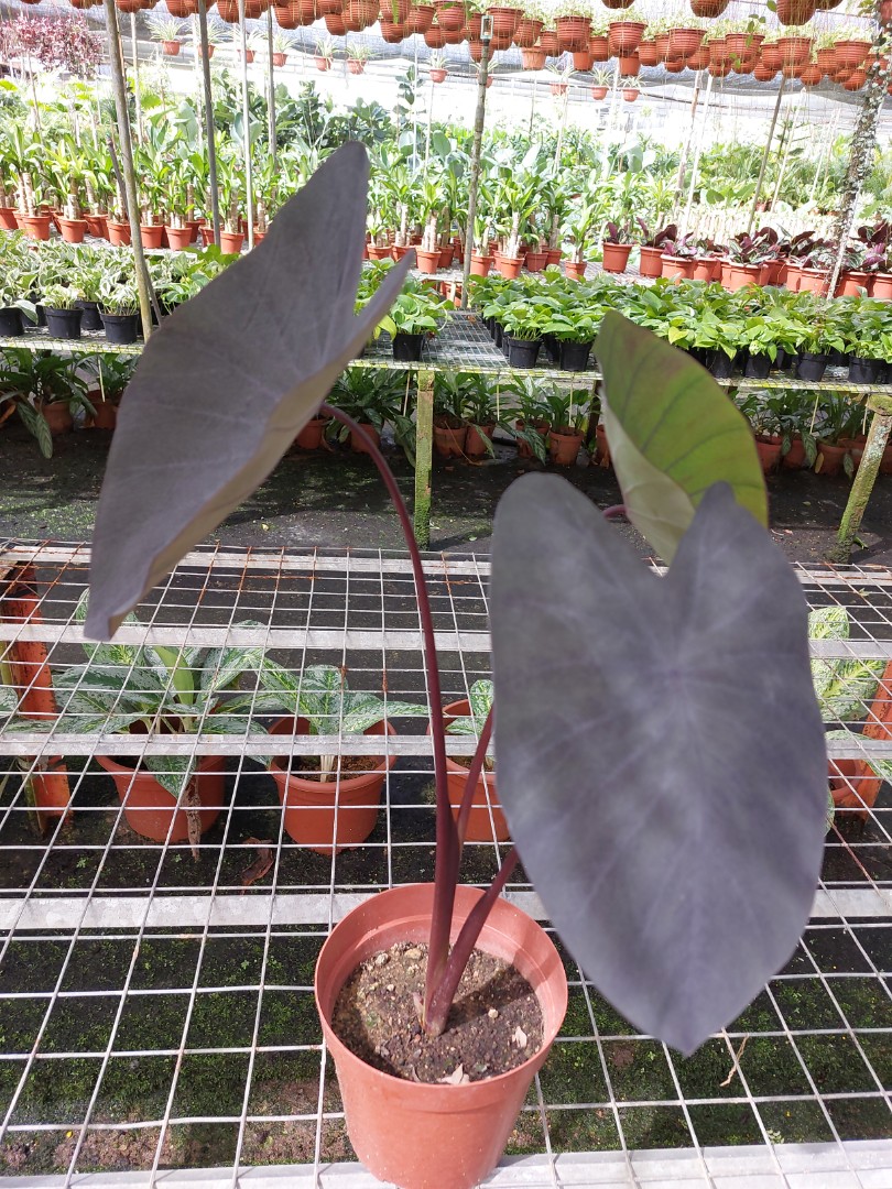 Colocasia Black Magic, Furniture & Home Living, Gardening, Plants ...