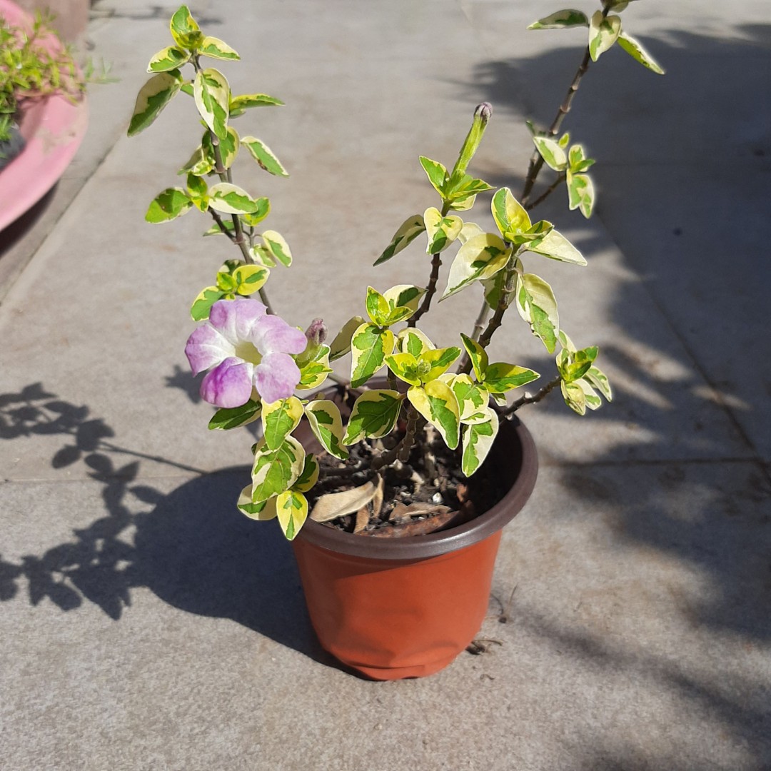 Variegated flowering plant, Furniture & Home Living, Gardening, Plants ...