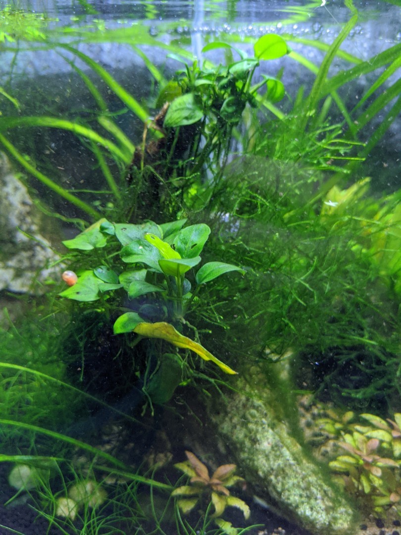 Java moss tree with anubias plant crown, Furniture & Home Living ...