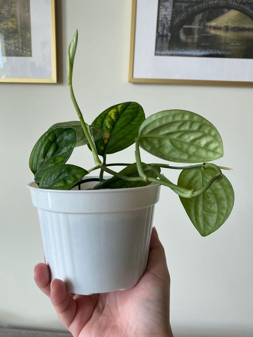 Monstera Peru Trailing, Furniture & Home Living, Gardening, Plants ...