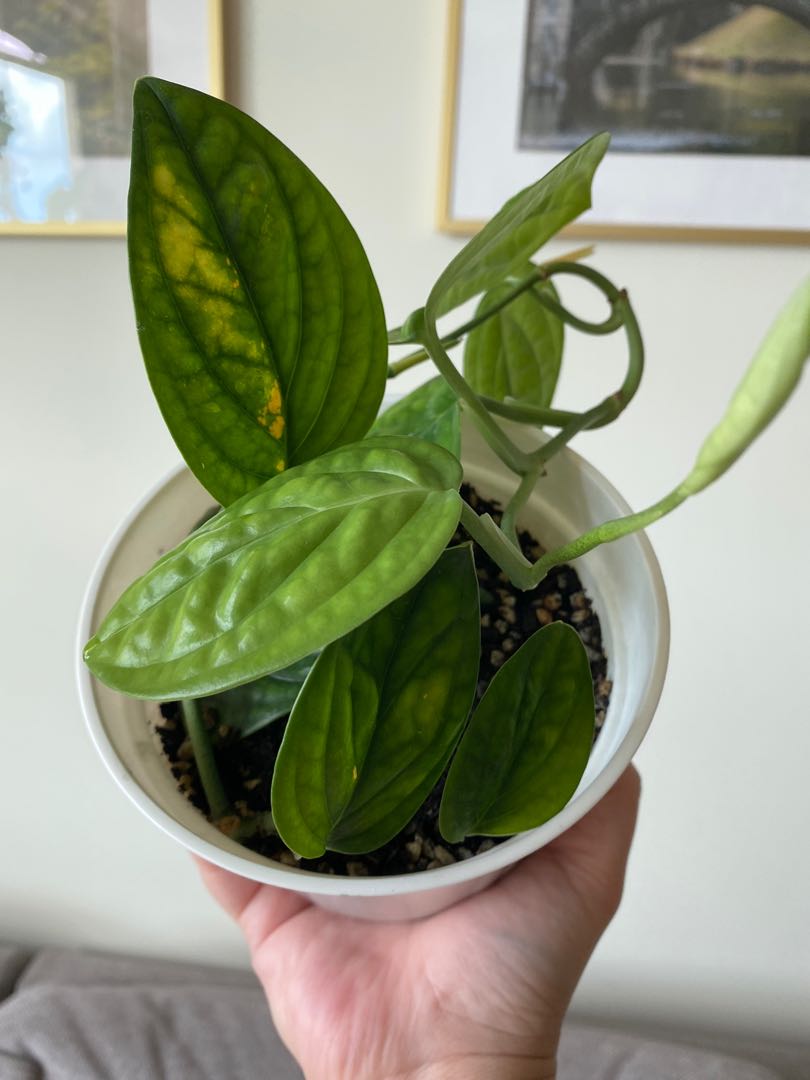 Monstera Peru Trailing, Furniture & Home Living, Gardening, Plants ...