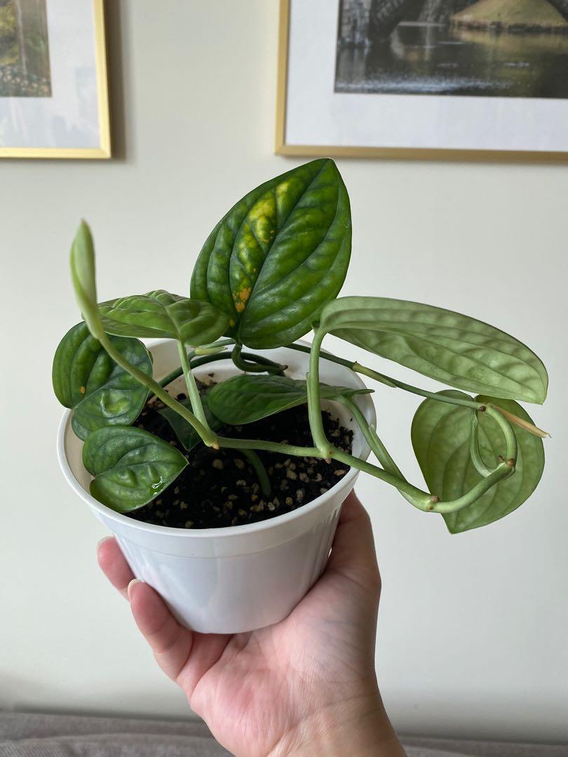 Monstera Peru Trailing, Furniture & Home Living, Gardening, Plants ...