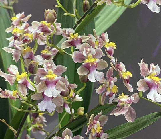 Orchid Oncidium Pink Twinkle, Furniture & Home Living, Gardening ...
