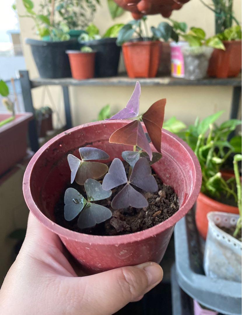 Oxalis Triangularis (Butterfly plant), Furniture & Home Living ...