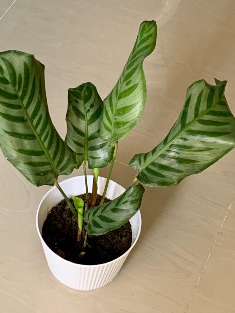 Rare calathea Bella in white pot, Furniture & Home Living, Gardening ...