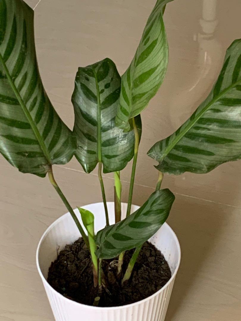 Rare calathea Bella in white pot, Furniture & Home Living, Gardening ...