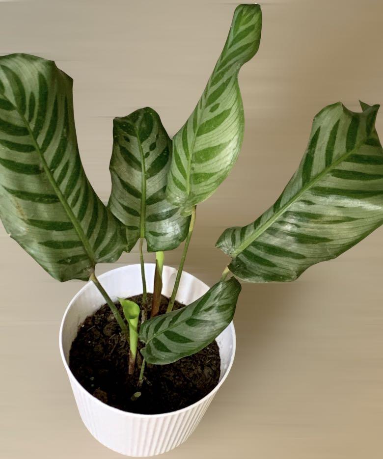 Rare calathea Bella in white pot, Furniture & Home Living, Gardening ...