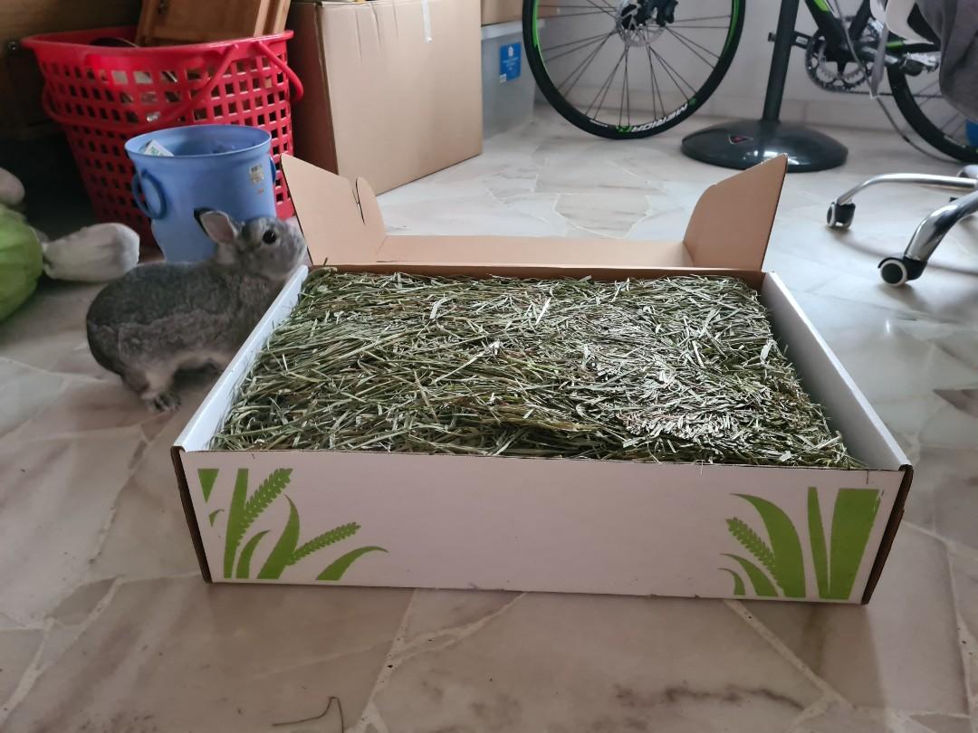 Timothy hay 3rd cut super soft, Pet Supplies, Pet Food on Carousell