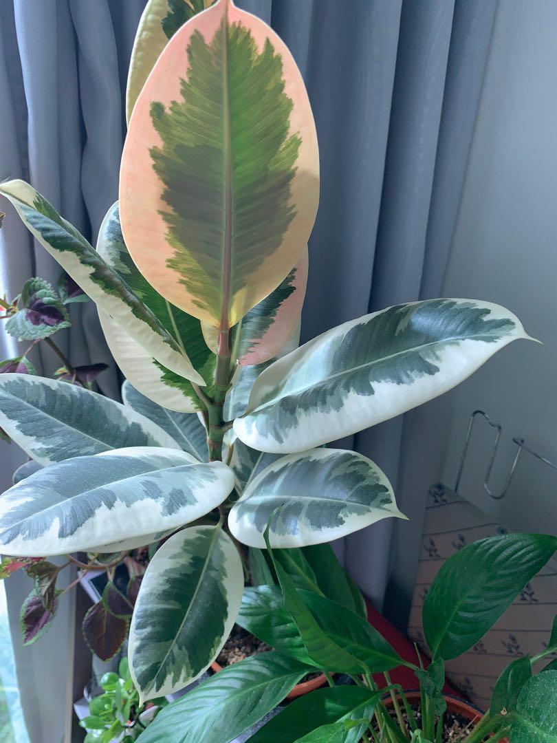 Variegated Ficus Plant, Furniture & Home Living, Gardening, Plants ...