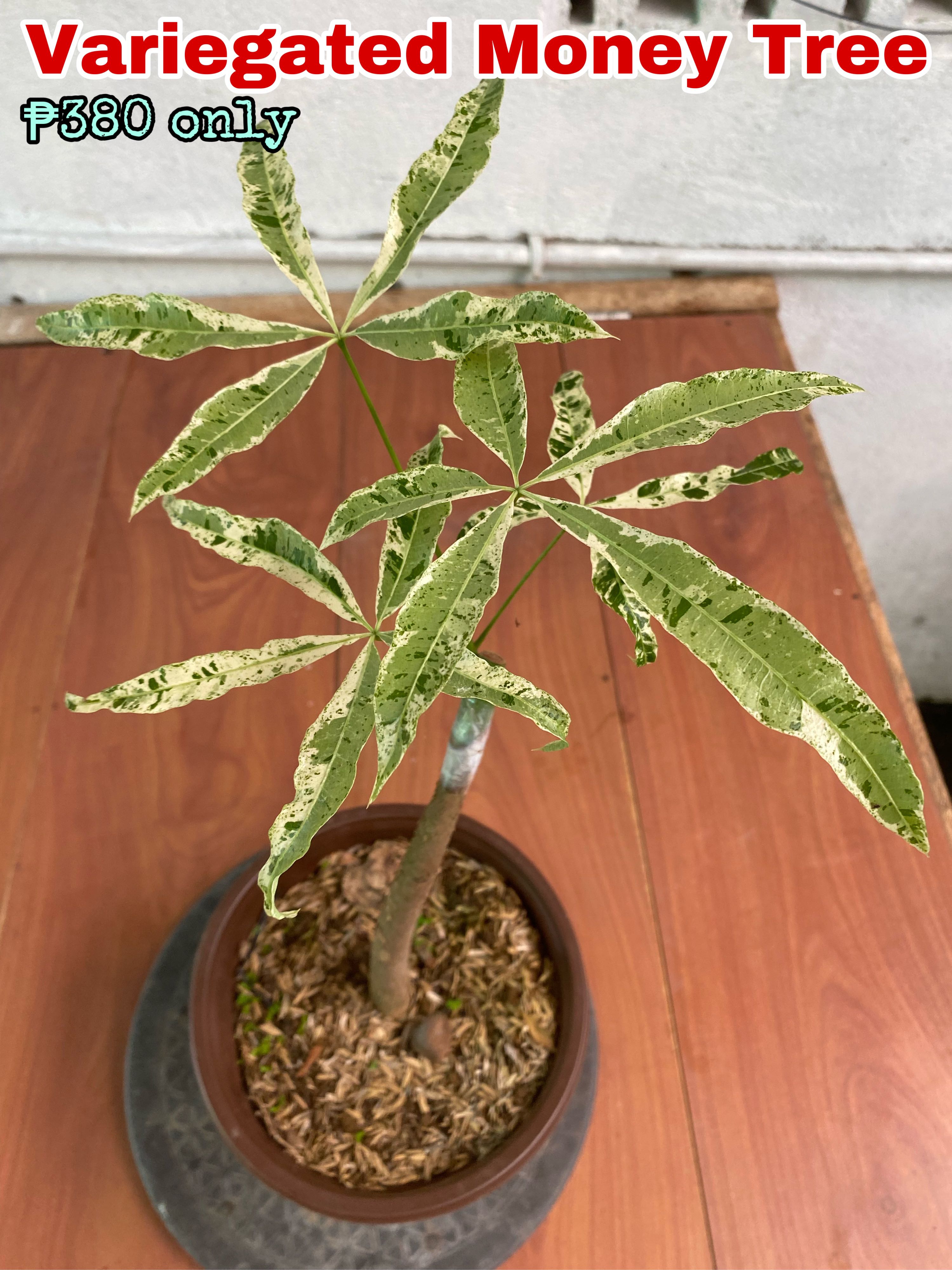 Variegated Albo/Batik Money Tree, Furniture & Home Living, Gardening ...