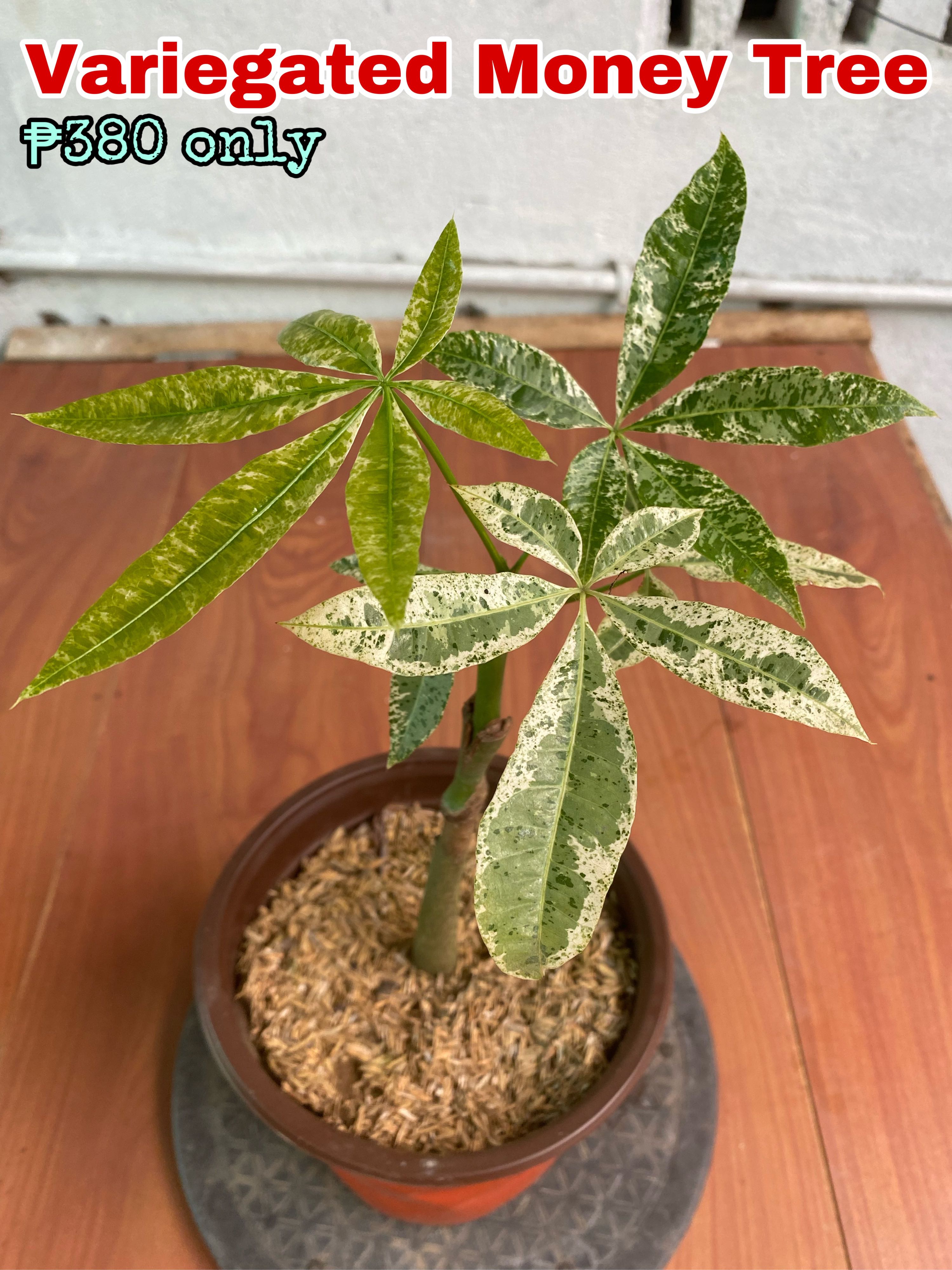 Variegated Albo/Batik Money Tree, Furniture & Home Living, Gardening ...