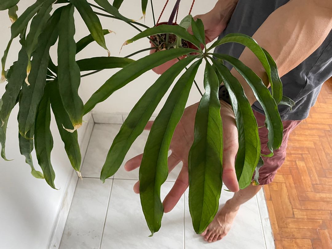 Anthurium polydactylum, Furniture & Home Living, Gardening, Plants ...