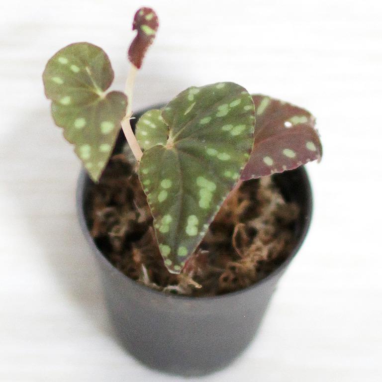 Begonia Integrifolia, Furniture & Home Living, Gardening, Plants ...