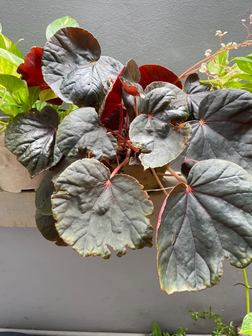 Begonia U497, Furniture & Home Living, Gardening, Plants & Seeds on ...