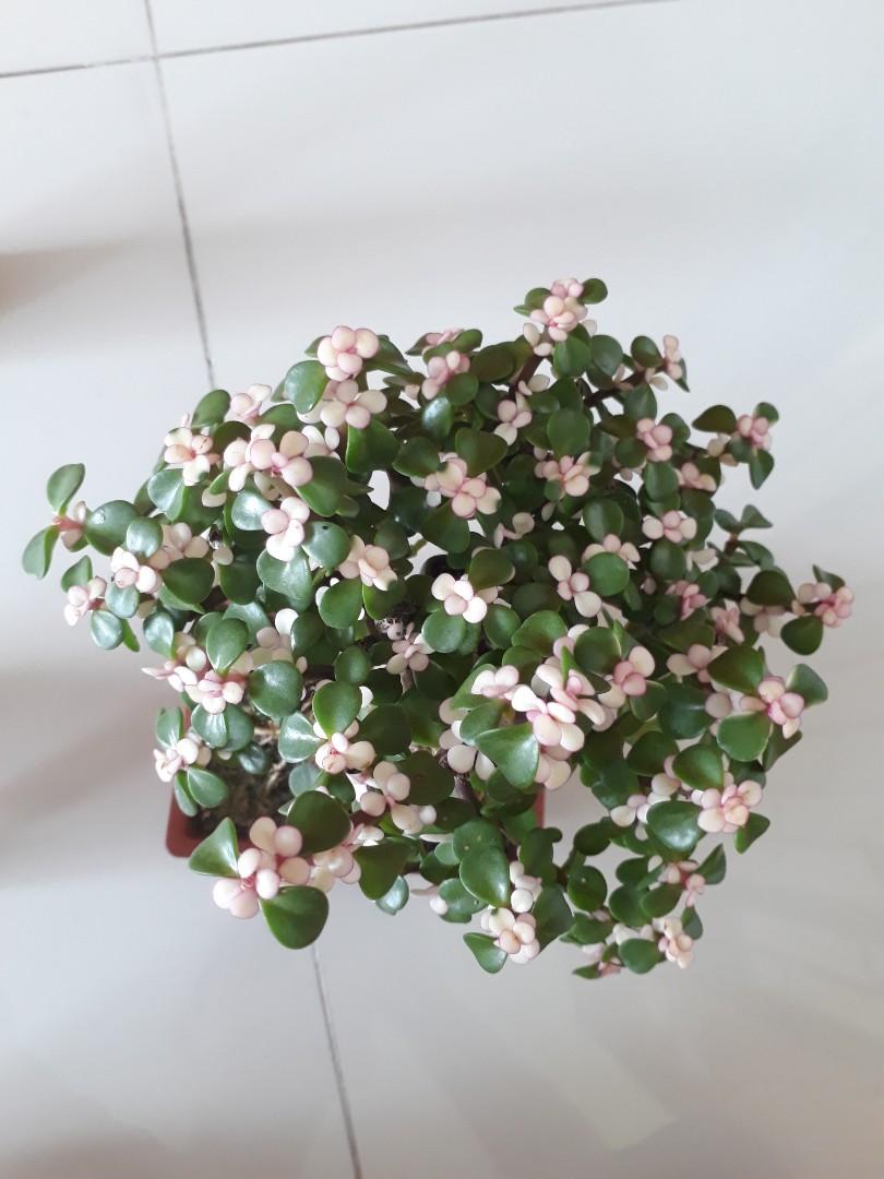 *Christmas Sale!* Bonsai - Variegated Elephant Bush (Portulacaria Afra ...