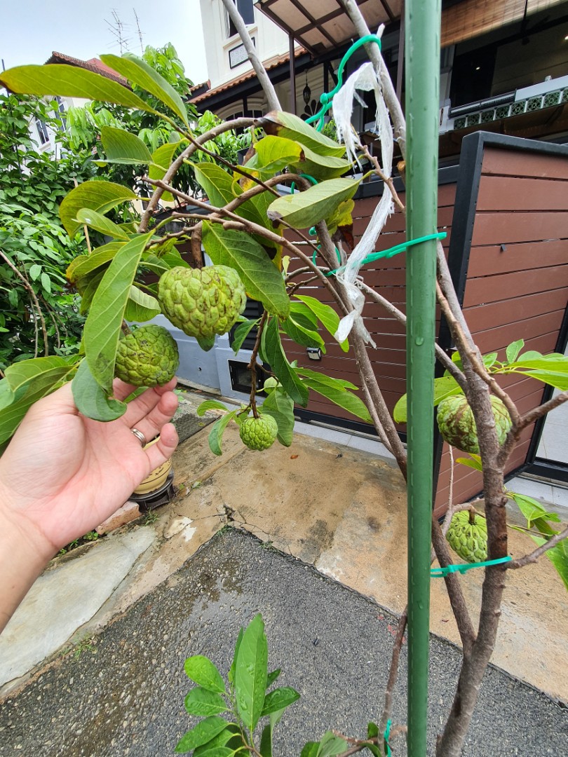 Fruiting Custard Apple Mini Tree, Furniture & Home Living, Gardening ...