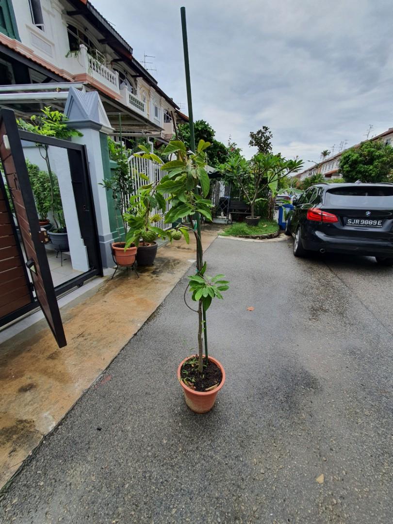 Fruiting Custard Apple Mini Tree, Furniture & Home Living, Gardening ...