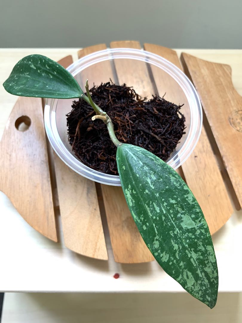 Hoya sp rangsan, Furniture & Home Living, Gardening, Plants & Seeds on ...