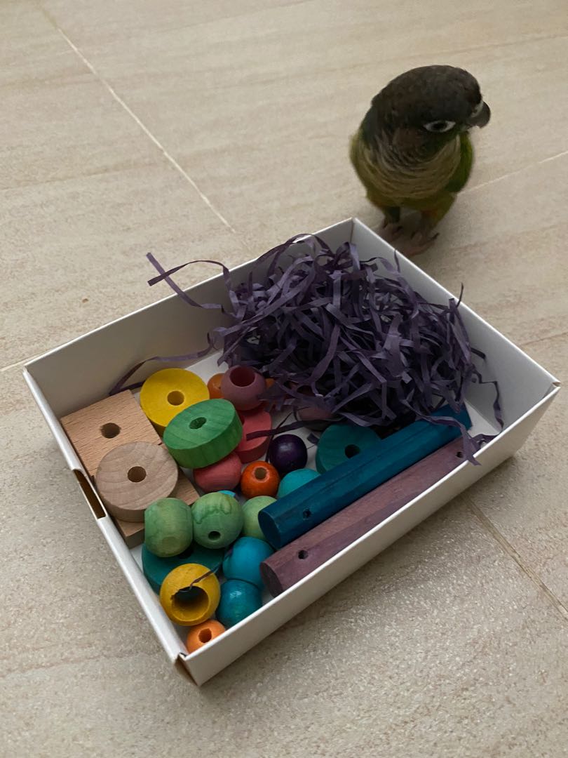 Parrot foraging box, Pet Supplies, Homes & Other Pet Accessories on ...