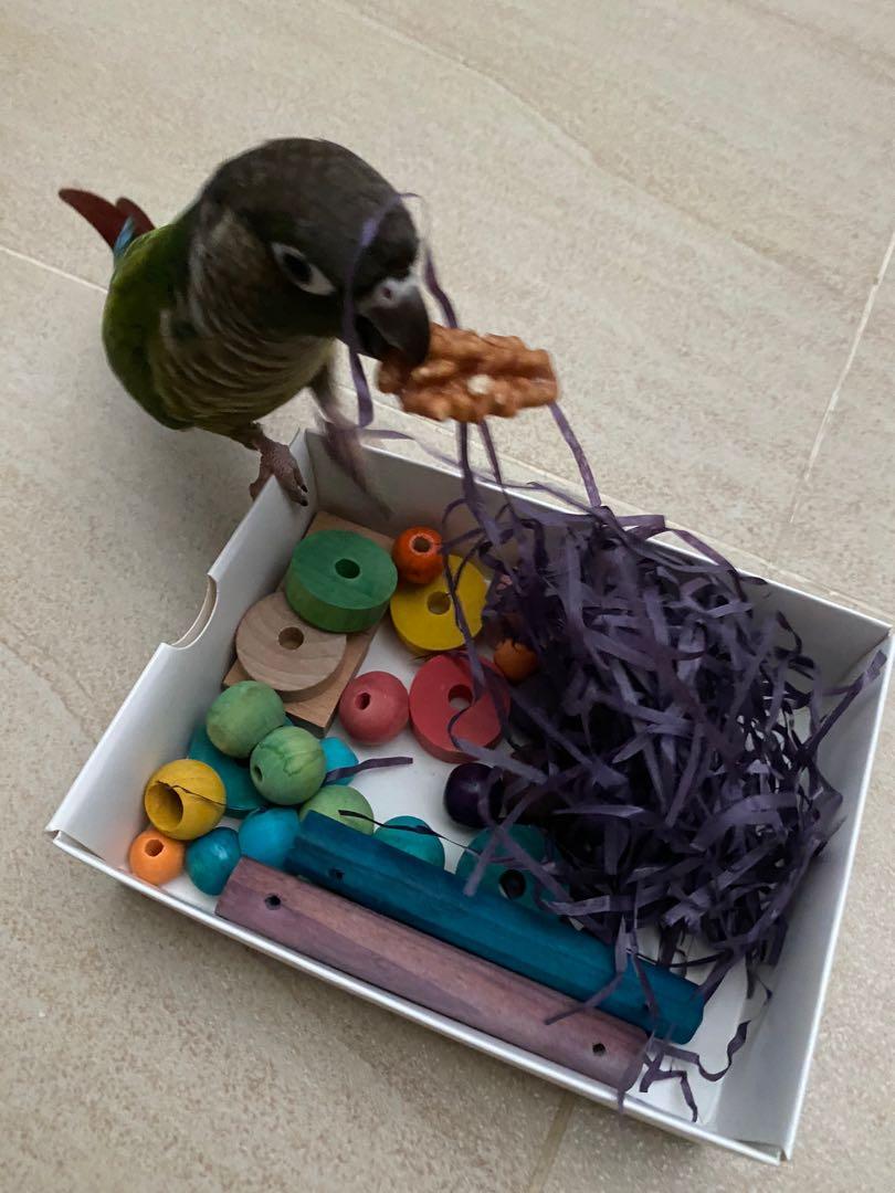 Parrot foraging box, Pet Supplies, Homes & Other Pet Accessories on ...