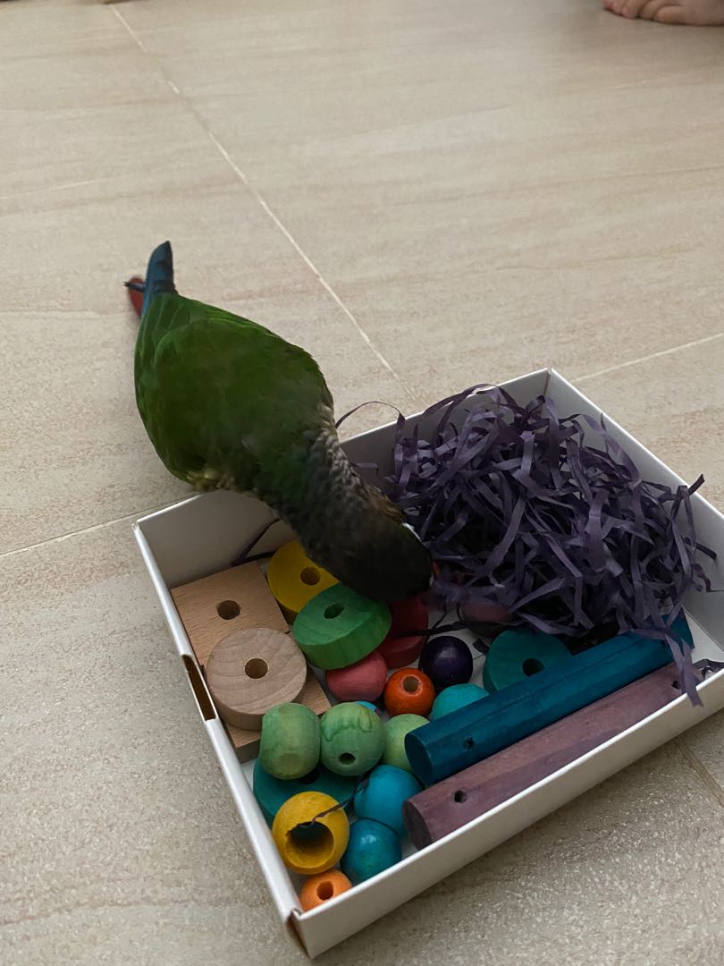 Parrot foraging box, Pet Supplies, Homes & Other Pet Accessories on ...